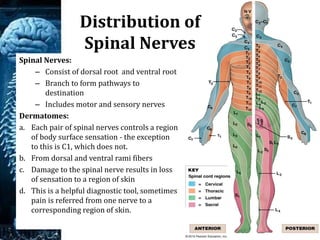 Lumbar Nerve Distribution