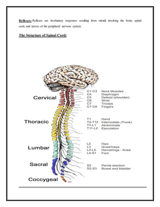 Spinal cord | PDF