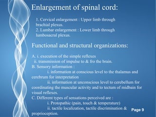 spinalcord-190130051312.pdf............... | PDF