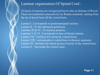 Spinal cord | PPT