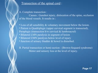Spinal cord | PPT