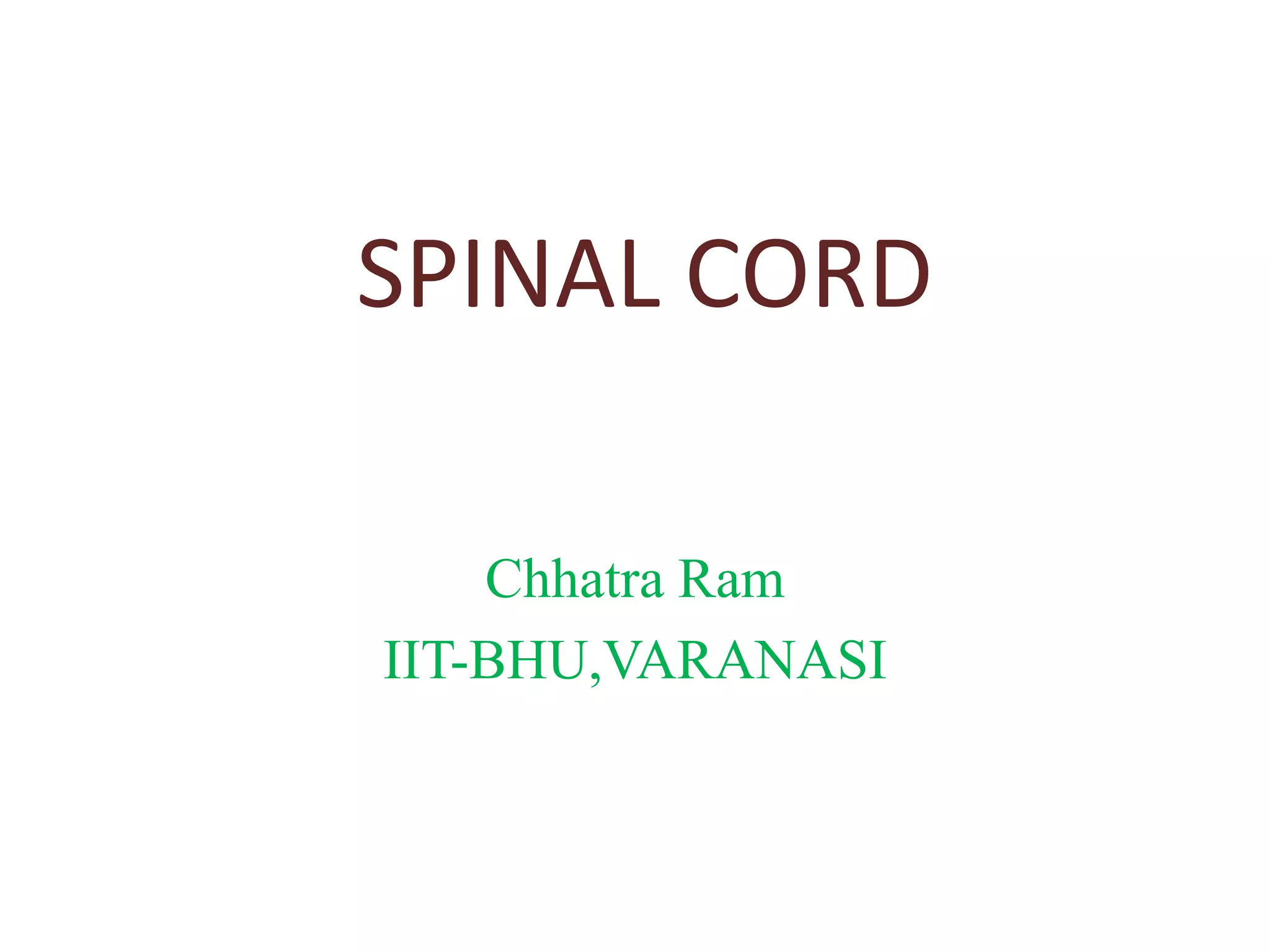 Spinal cord | PPTX | Brain and Nervous System Disorders | Diseases and ...