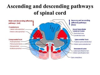 Spinal cord | PPTX | Brain and Nervous System Disorders | Diseases and Conditions