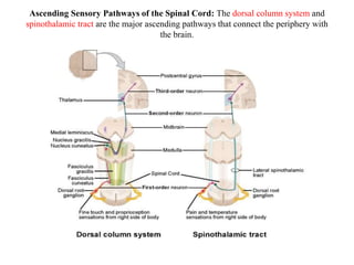 Spinal cord | PPTX