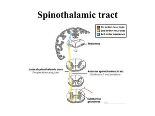 Spinal cord | PPTX