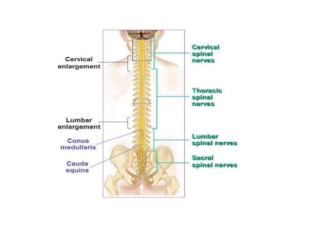 Spinal cord | PPTX | Brain and Nervous System Disorders | Diseases and ...