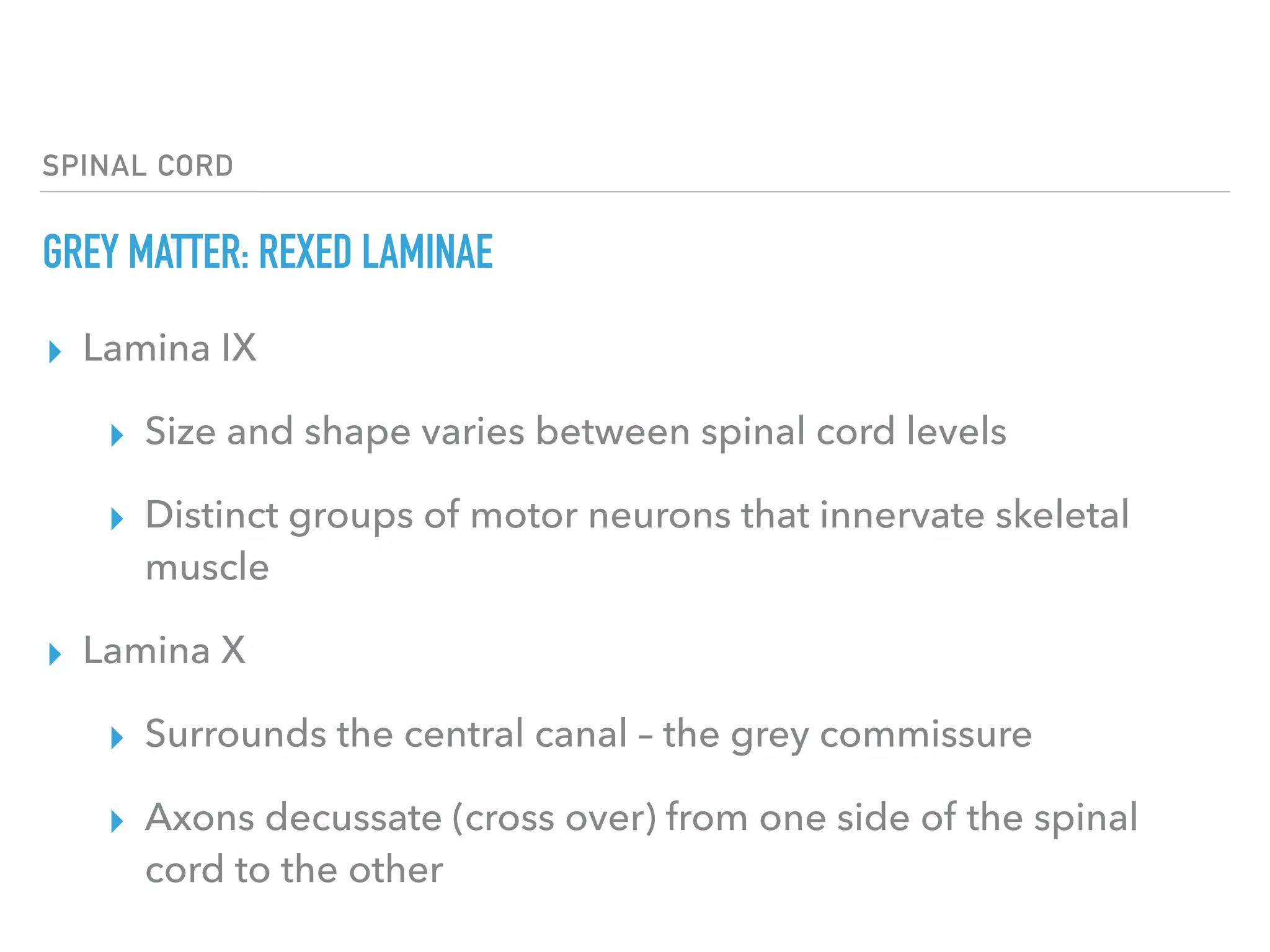 Spinal cord | PDF