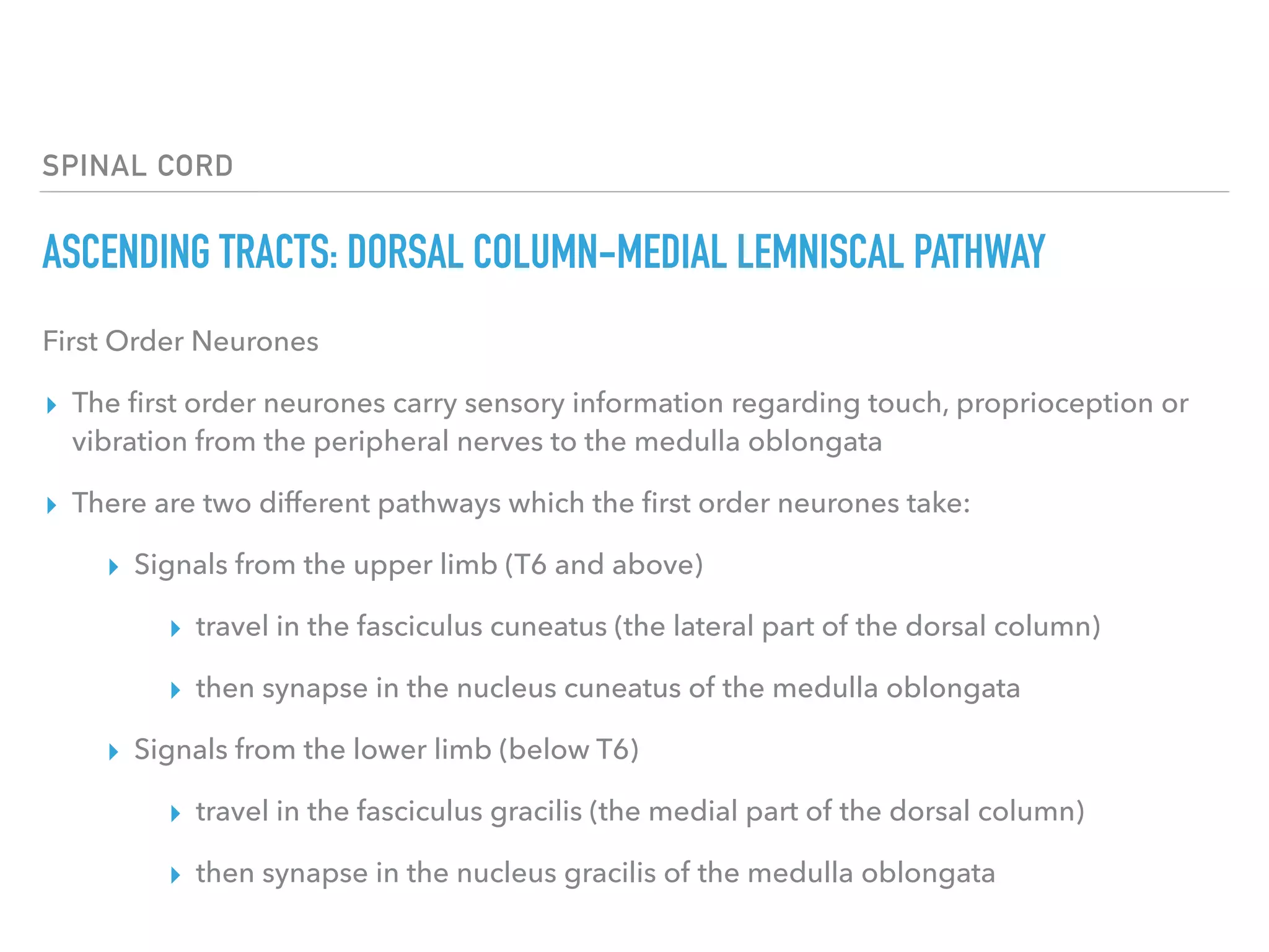 Spinal cord | PDF