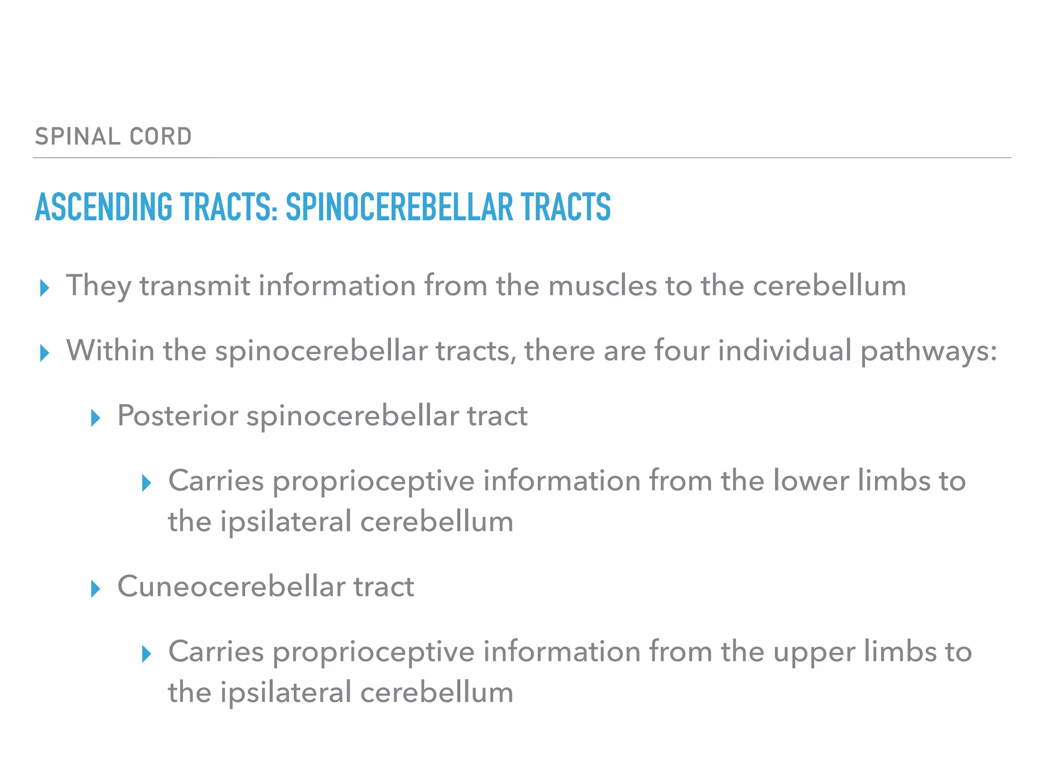 Spinal cord | PDF