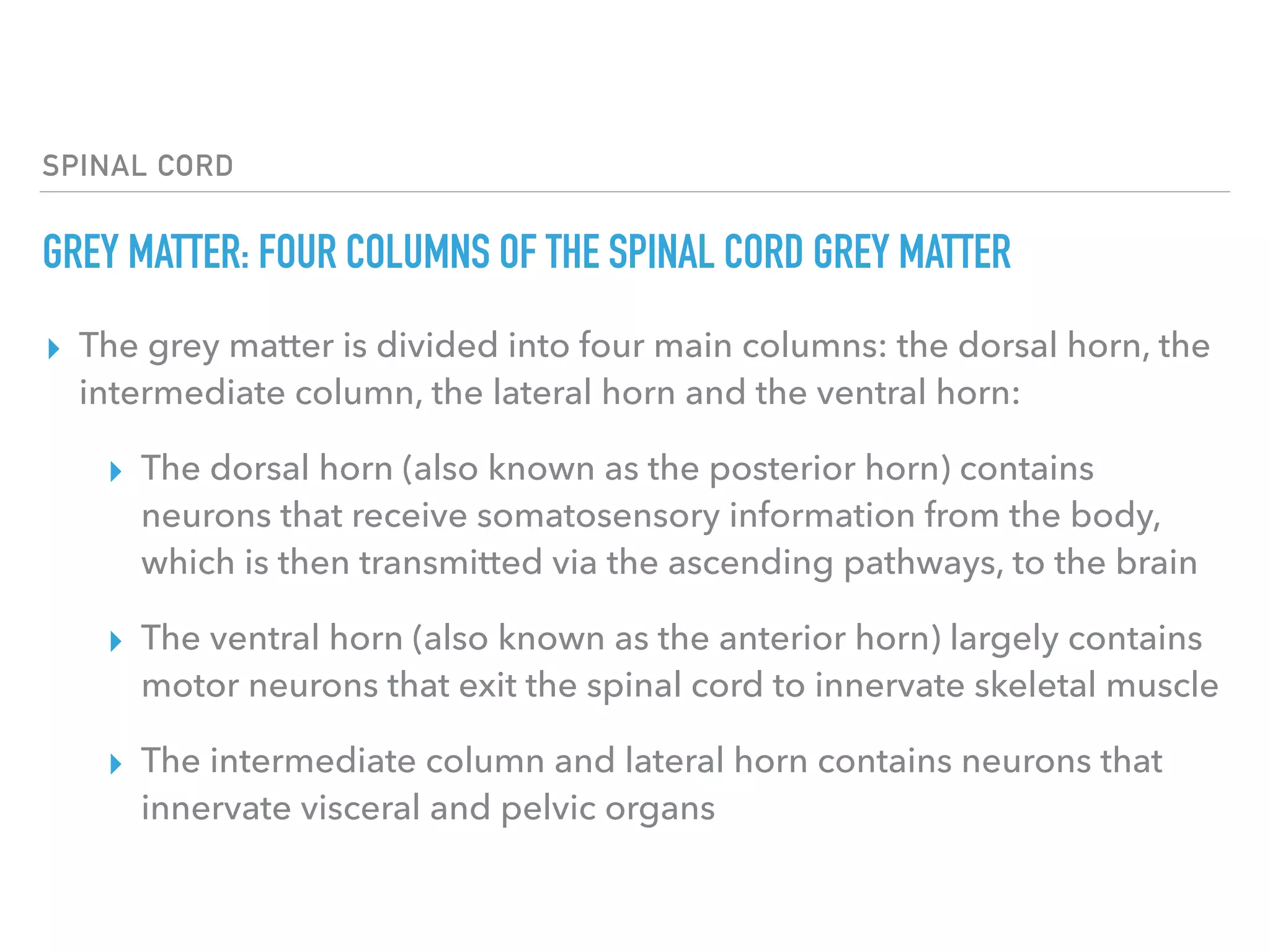 Spinal cord | PDF