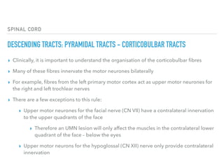 Spinal cord | PDF