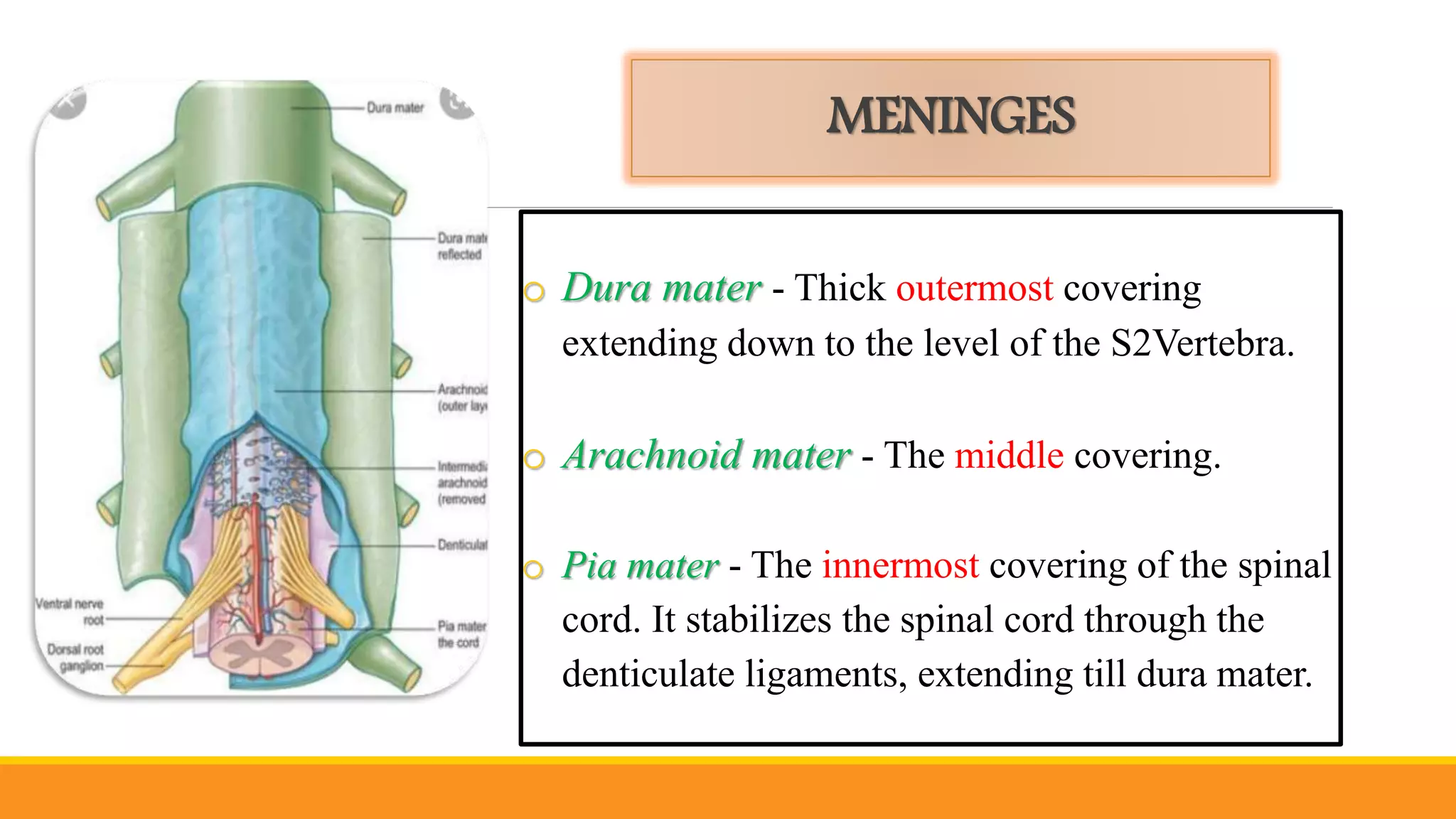 Spinal Cord | PPTX