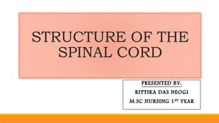 Spinal Cord | PPT
