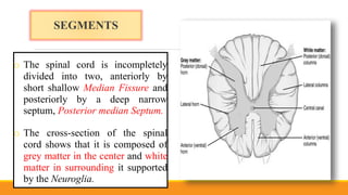 Spinal Cord | PPTX