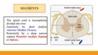 Spinal Cord | PPTX