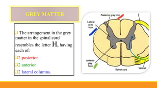 Spinal Cord | PPTX