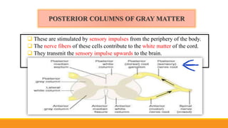 Spinal Cord | PPTX
