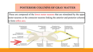 Spinal Cord | PPTX