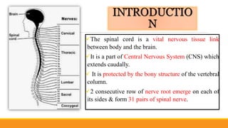 Spinal Cord | PPTX