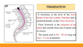 Spinal Cord | PPTX