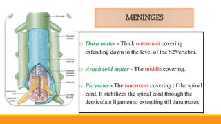 Spinal Cord | PPTX