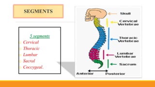 Spinal Cord | PPTX