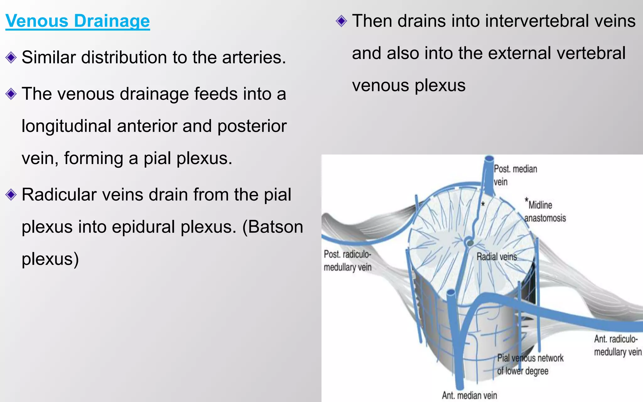 SPINAL CORD.pptx