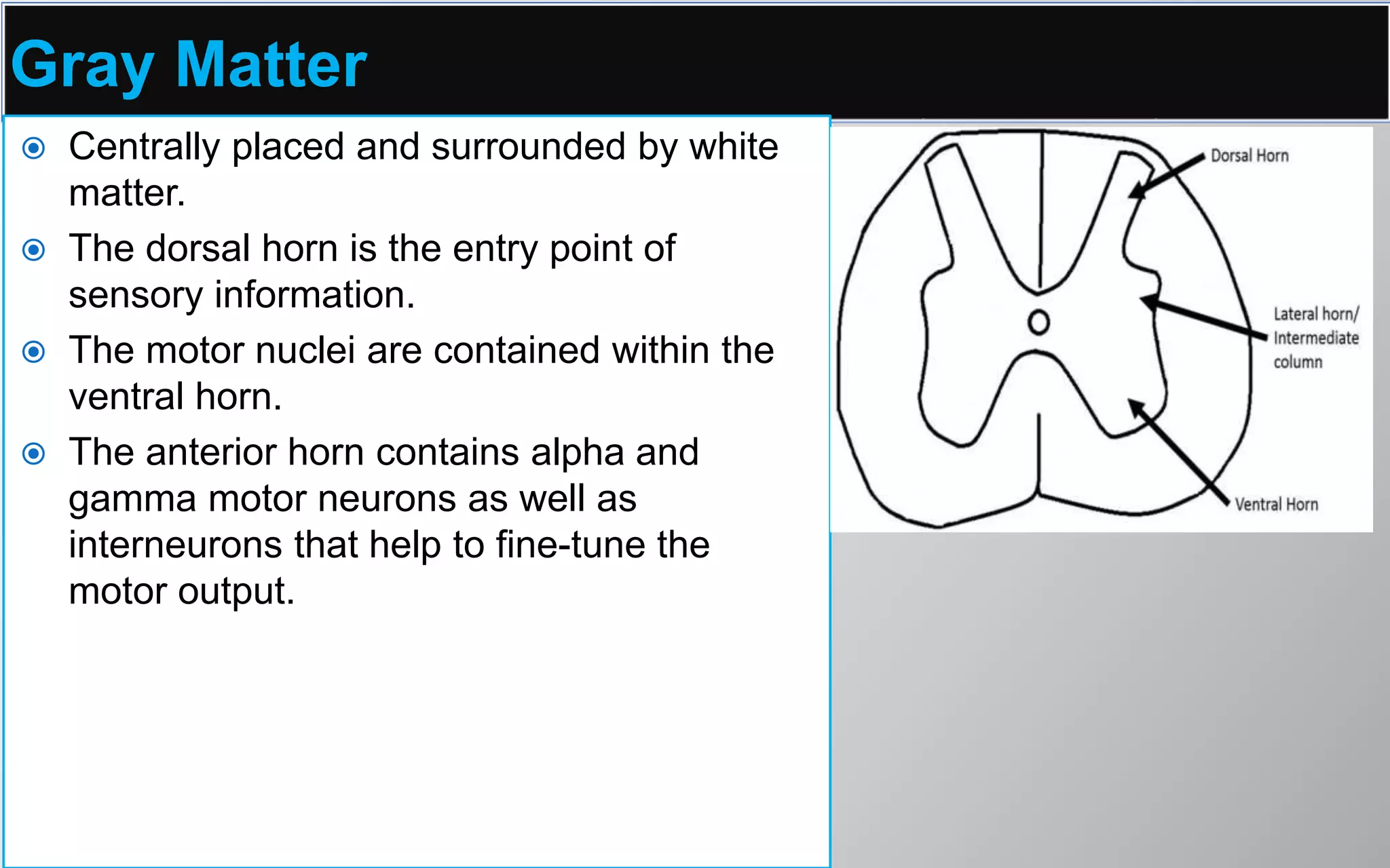 SPINAL CORD.pptx