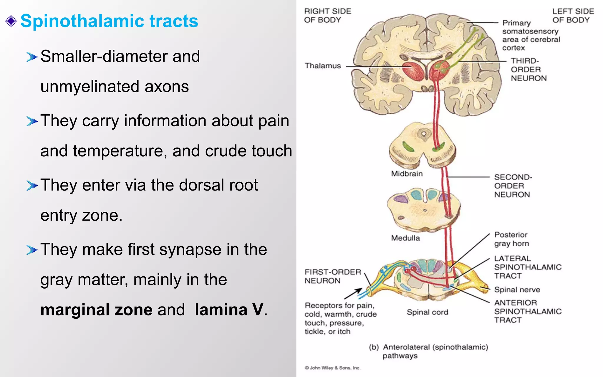 SPINAL CORD.pptx