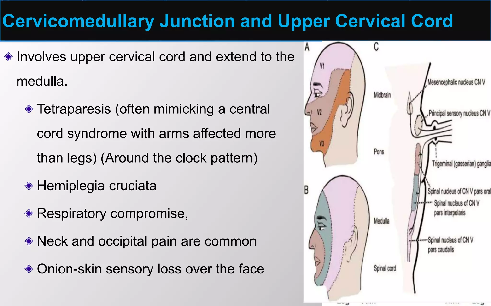 SPINAL CORD.pptx