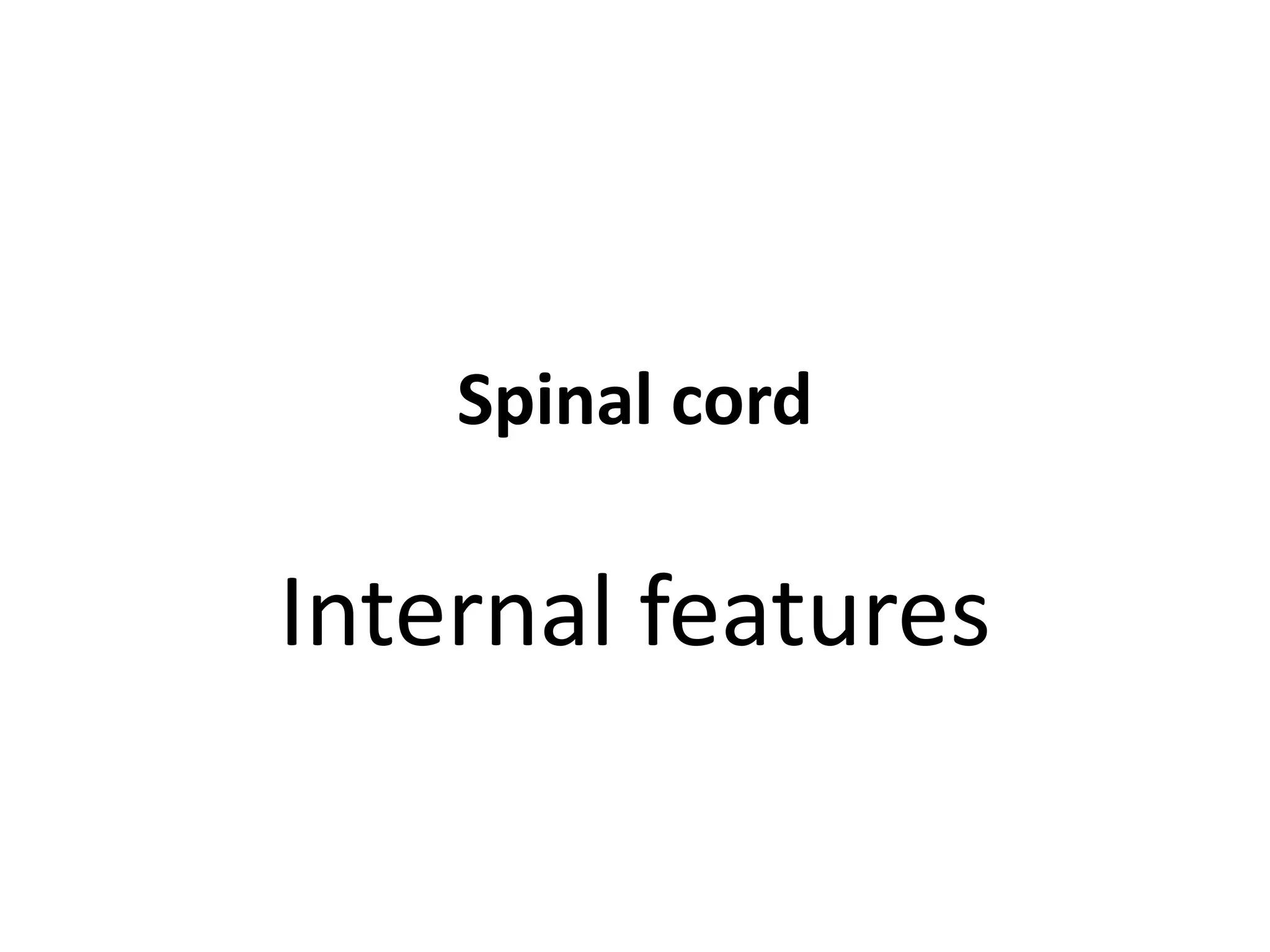 SPINAL CORD.1 .pptx