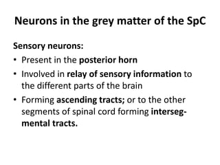 SPINAL CORD.1 .pptx