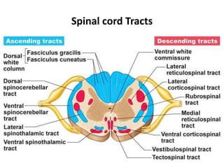 Anterior White Commissure