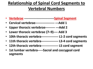 Spinal cord.pptx