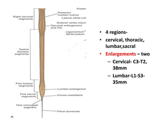 Spinal cord.pptx