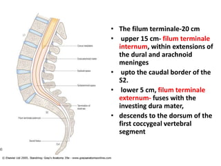 Spinal cord.pptx
