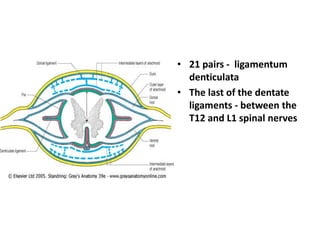 Spinal cord.pptx