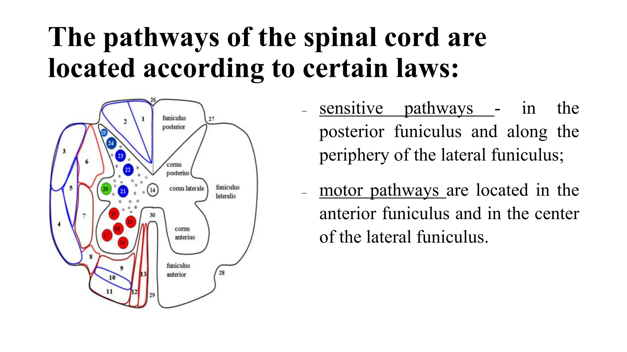 spinal cord anatomy in depth designed specially For medical students.pptx