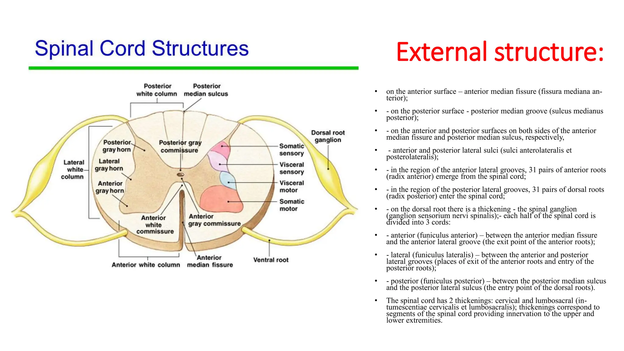 spinal cord anatomy in depth designed specially For medical students.pptx