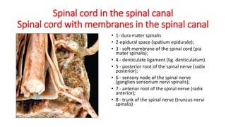 spinal cord anatomy in depth designed specially For medical students.pptx