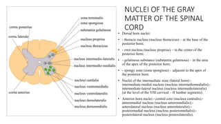 spinal cord anatomy in depth designed specially For medical students.pptx
