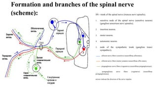 spinal cord anatomy in depth designed specially For medical students.pptx