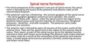 spinal cord anatomy in depth designed specially For medical students.pptx