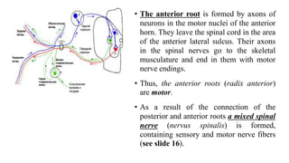 spinal cord anatomy in depth designed specially For medical students.pptx