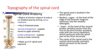 spinal cord anatomy in depth designed specially For medical students.pptx