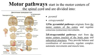 spinal cord anatomy in depth designed specially For medical students.pptx