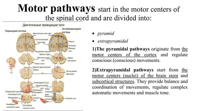 spinal cord anatomy in depth designed specially For medical students.pptx