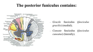 spinal cord anatomy in depth designed specially For medical students.pptx
