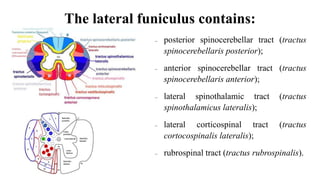 spinal cord anatomy in depth designed specially For medical students.pptx