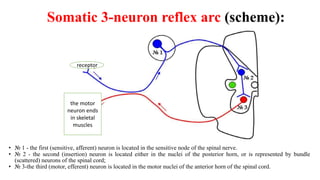 spinal cord anatomy in depth designed specially For medical students.pptx